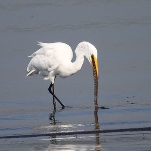 garça-branca-grande (Ardea alba) | WikiAves - A Enciclopédia das Aves ...