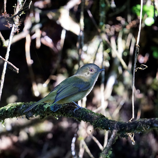 Foto fruxu (Neopelma chrysolophum) Por DanHaddad | Wiki Aves - A ...