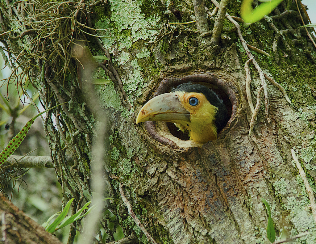 Foto tucano-de-bico-verde (Ramphastos dicolorus) Por Renerio Almeida ...