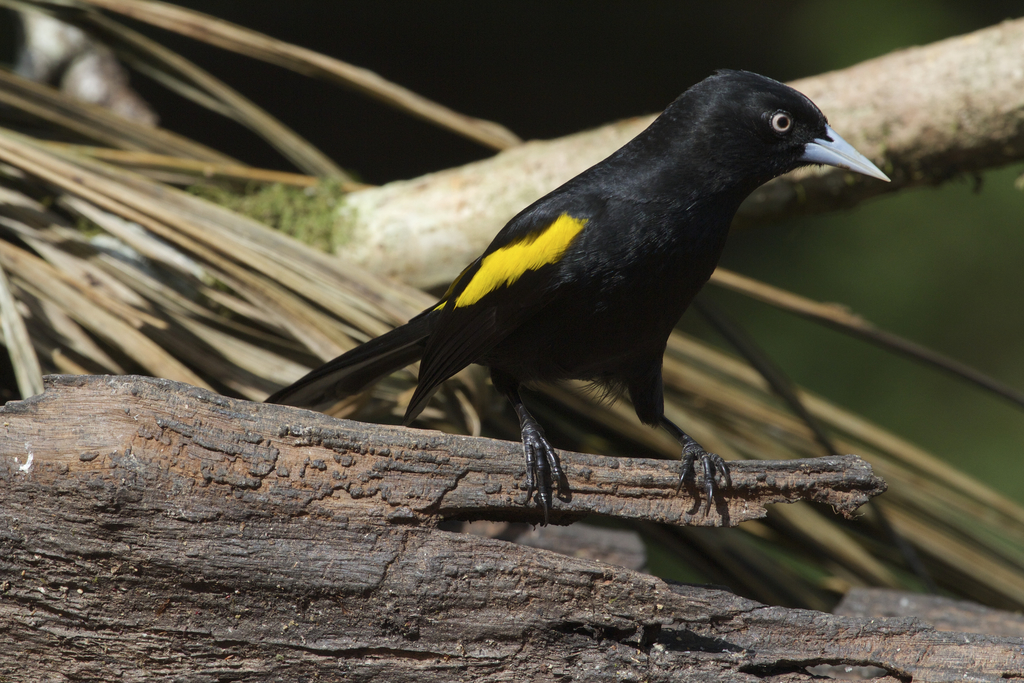 Foto tecelão (Cacicus chrysopterus) Por Luiz Motta | Wiki Aves - A ...