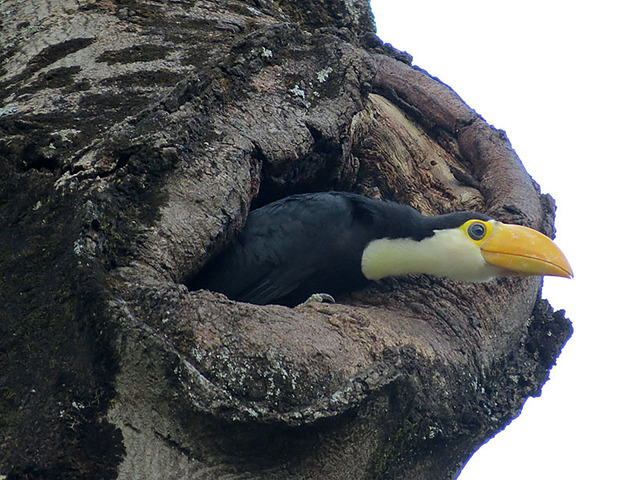 tucanuçu (Ramphastos toco) | WikiAves - A Enciclopédia das Aves do Brasil