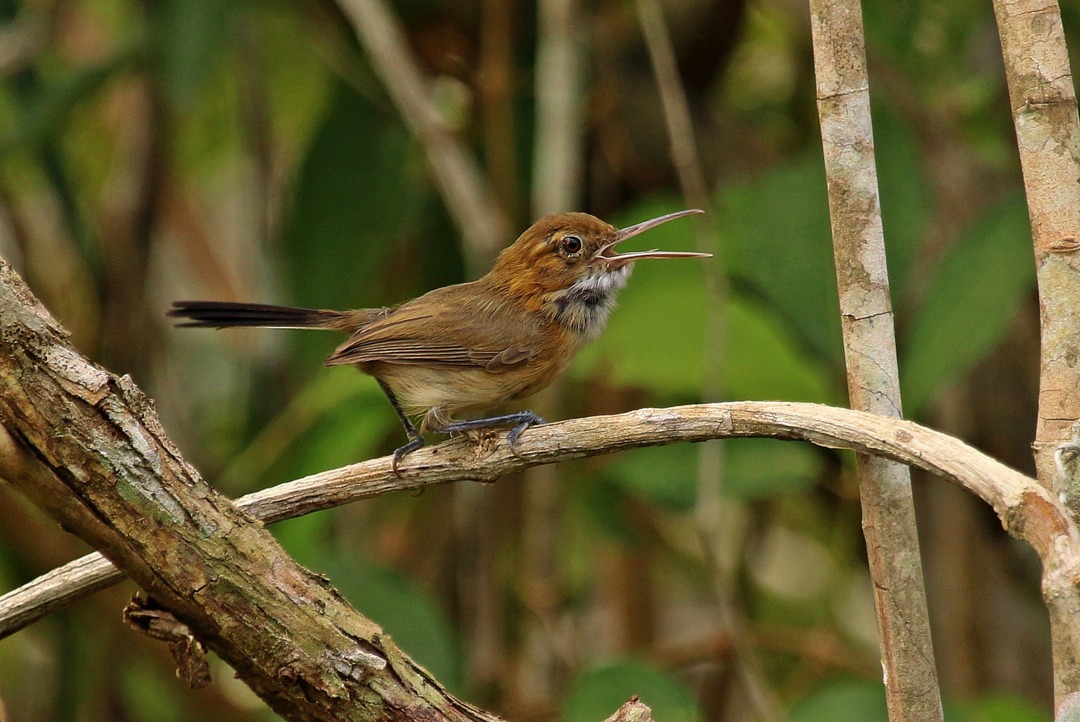 Foto chirito (Ramphocaenus melanurus) Por Rosembergg Loures | Wiki Aves ...