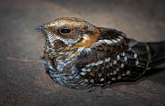 Foto bacurau-tesoura (Hydropsalis torquata) Por Thiago Martins | Wiki ...