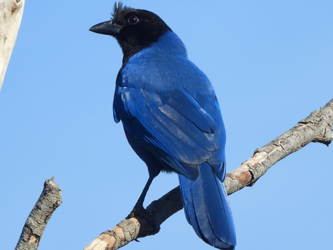 Foto gralha-azul (Cyanocorax caeruleus) Por Laudelino Moura Jr. | Wiki ...