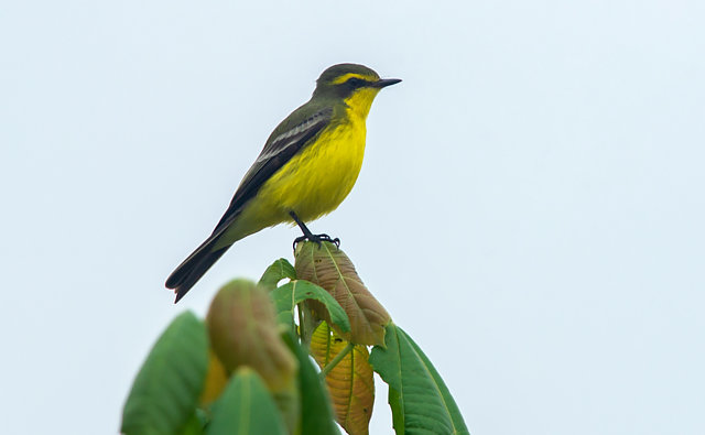 Foto suiriri-pequeno (Satrapa icterophrys) Por Gustavo R. Heisen | Wiki ...
