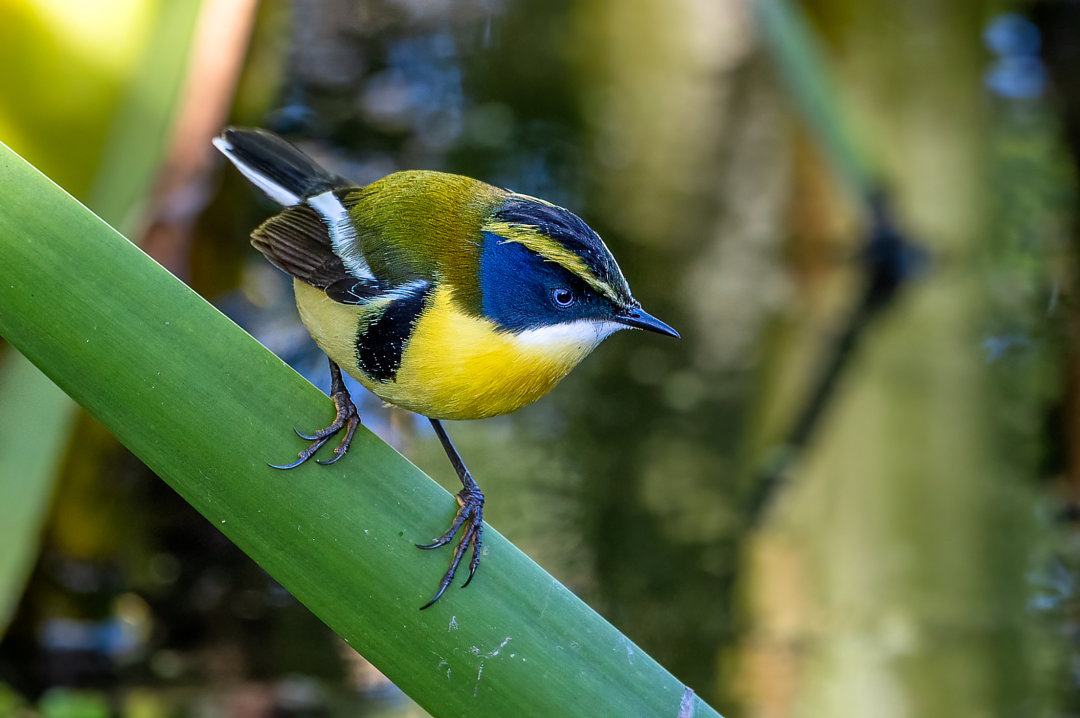 Foto papa-piri (Tachuris rubrigastra) Por Fernando Farias | Wiki Aves ...