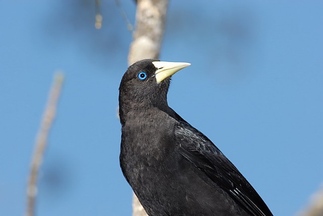 Foto guaxe (Cacicus haemorrhous) Por Rodolfo Eller Viana | Wiki Aves ...