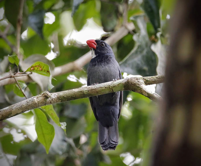 Foto bico-encarnado (Saltator grossus) Por Mário Quintino | Wiki Aves ...