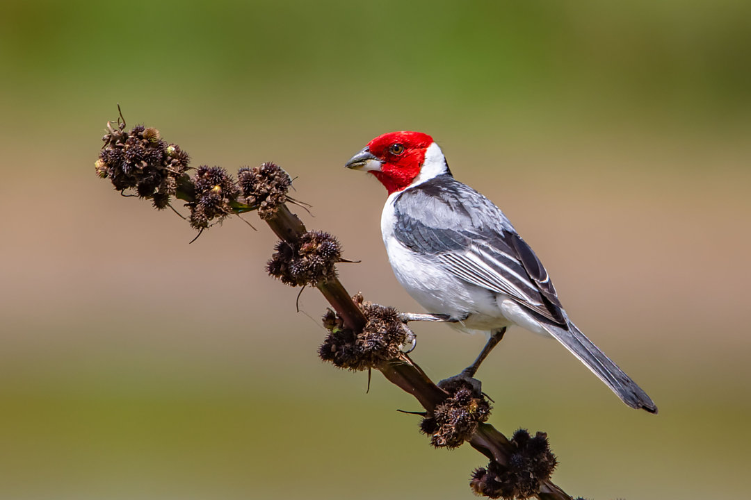 Foto cardeal-do-nordeste (Paroaria dominicana) Por Jaelson Gomes | Wiki ...