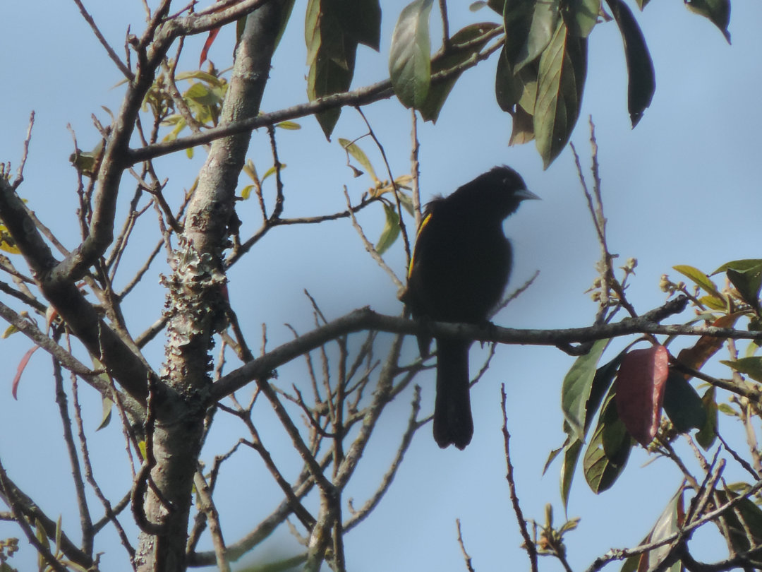 Foto tecelão (Cacicus chrysopterus) Por Geovane Andrade | Wiki Aves - A ...