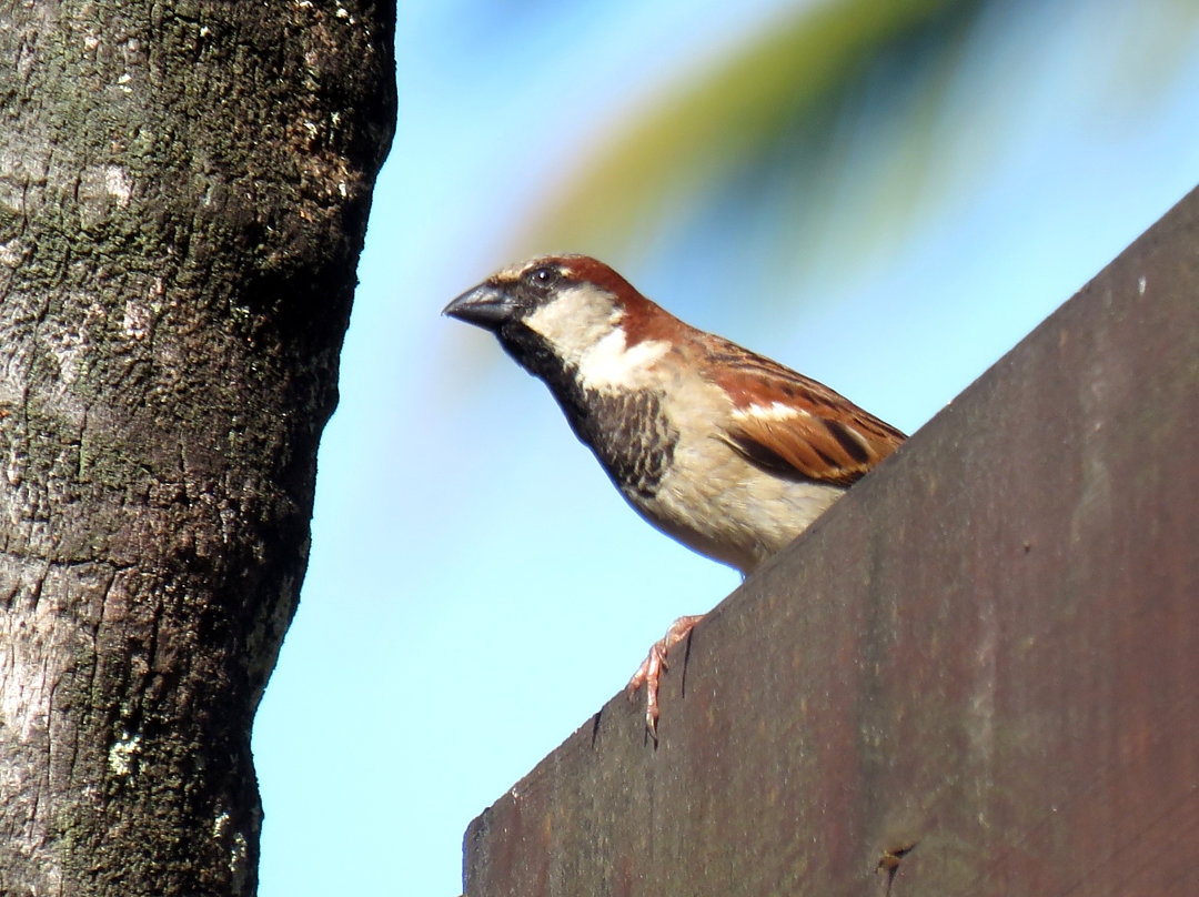 Foto pardal (Passer domesticus) Por Ivo Zecchin | Wiki Aves - A Enciclopédia das Aves do Brasil