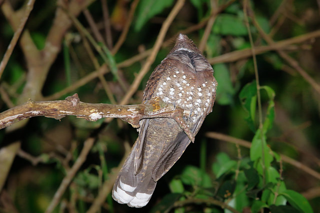 Foto bacurau-ocelado (Nyctiphrynus ocellatus) Por Marcelo Reis Filho ...