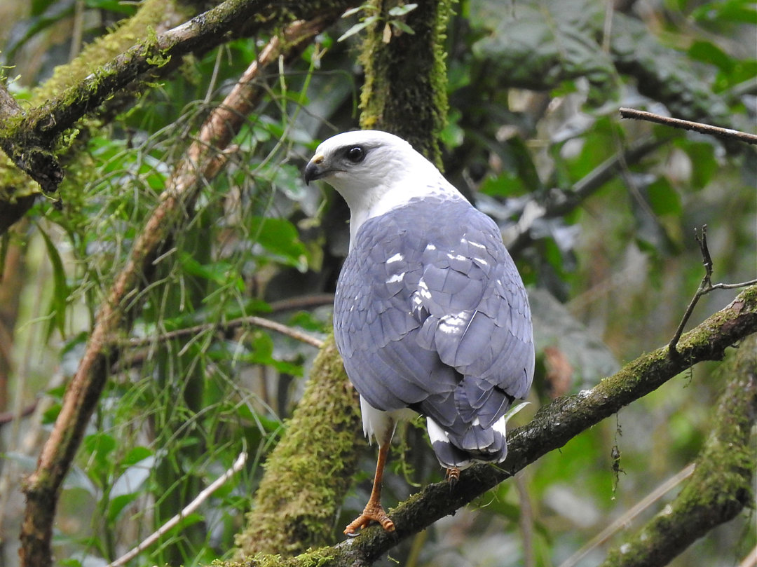 Foto gavião-pombo-pequeno (Amadonastur lacernulatus) Por Marcelo ...