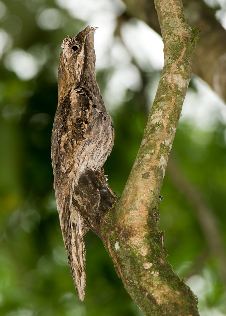 urutau-pardo (Nyctibius aethereus) | WikiAves - A Enciclopédia das Aves ...