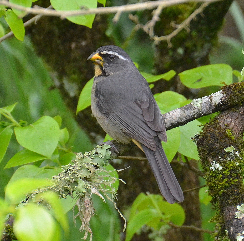 Foto bico-grosso (Saltator maxillosus) Por Cesar Santos | Wiki Aves - A ...