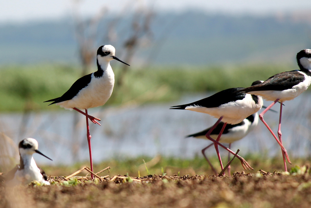 Foto pernilongo-de-costas-brancas (Himantopus melanurus) Por Lucas ...