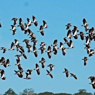 Charadriidae | WikiAves - A Enciclopédia das Aves do Brasil