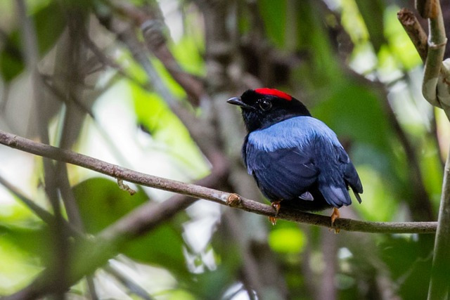 Foto tangará-príncipe (Chiroxiphia pareola) Por Rodrigo Quadros | Wiki ...