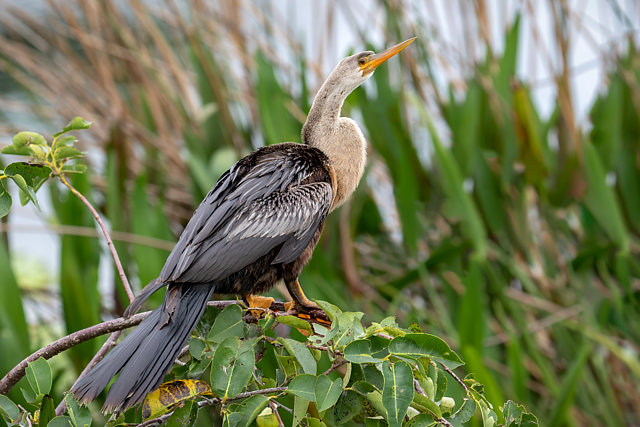 Foto biguatinga (Anhinga anhinga) Por Paulo Cunha Pereira | Wiki Aves - A Enciclopédia das Aves ...