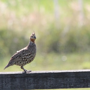 uru-do-campo (Colinus cristatus) | WikiAves - A Enciclopédia das Aves ...