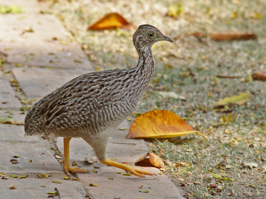 Foto codorna-do-nordeste (Nothura boraquira) Por Moysés Bossi Lima ...