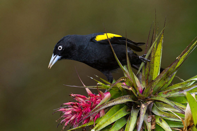 Foto tecelão (Cacicus chrysopterus) Por Geraldo Hofmann | Wiki Aves - A ...