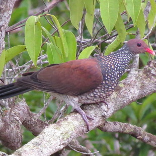 pomba-trocal (Patagioenas speciosa) | WikiAves - A Enciclopédia das ...