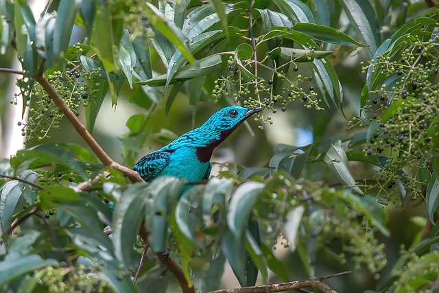 Foto anambé-azul (Cotinga cayana) Por Celso B Almeida | Wiki Aves - A ...