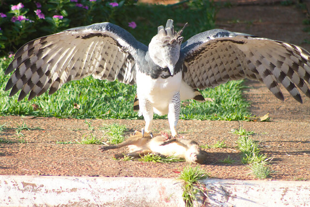 Foto gavião-real (Harpia harpyja) Por Manoel Delvo Bizerra Dos Santo | Wiki Aves - A ...