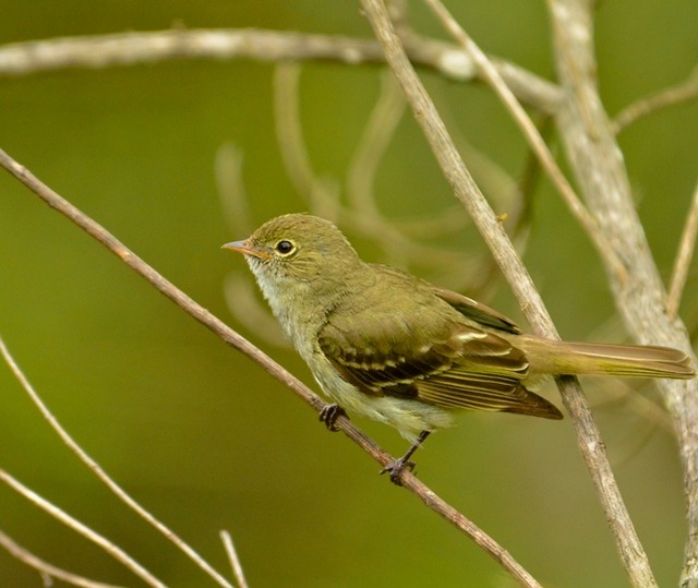 Foto tuque (Elaenia mesoleuca) Por Rafael Fortes | Wiki Aves - A ...