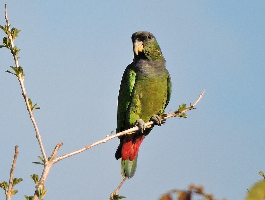 Foto maitaca-verde (Pionus maximiliani) Por Rosane Taborda | Wiki Aves ...