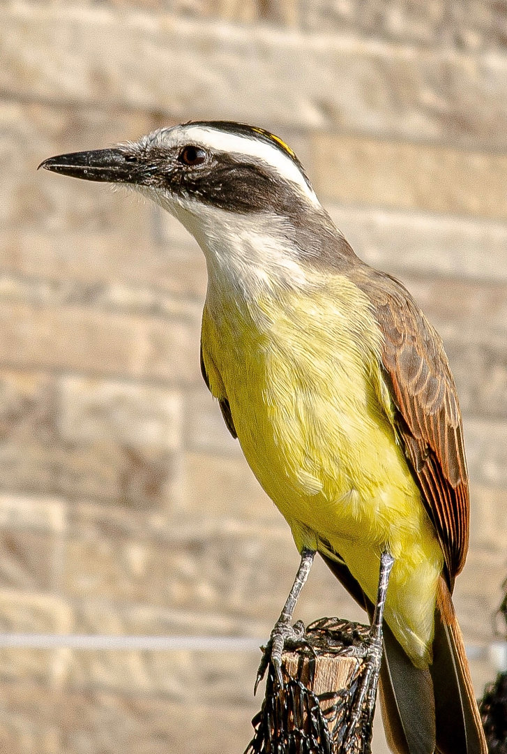 Foto bem-te-vi (Pitangus sulphuratus) Por Nei Delgado | Wiki Aves - A ...
