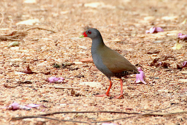 Foto turu-turu (Neocrex erythrops) Por Sandra Rebello | Wiki Aves - A ...