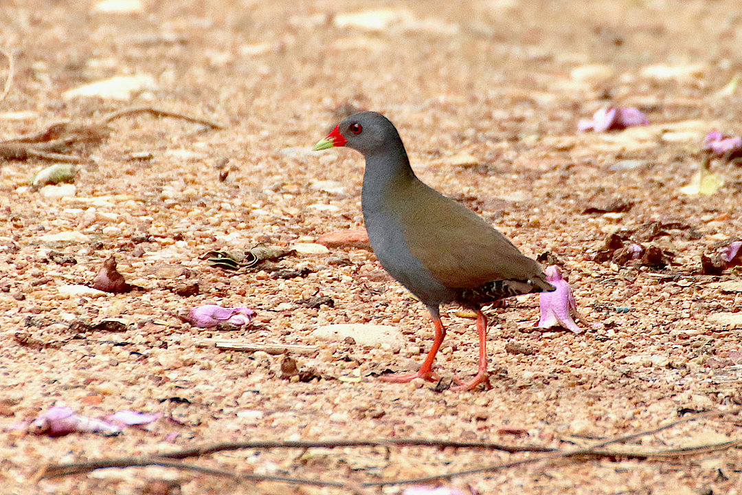 Foto turu-turu (Neocrex erythrops) Por Sandra Rebello | Wiki Aves - A ...