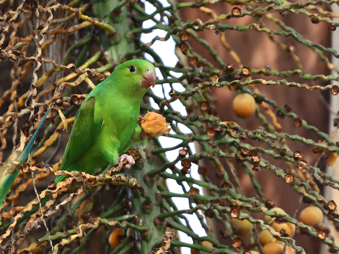 Foto periquito-rico (Brotogeris tirica) Por Alberto Maia | Wiki Aves ...