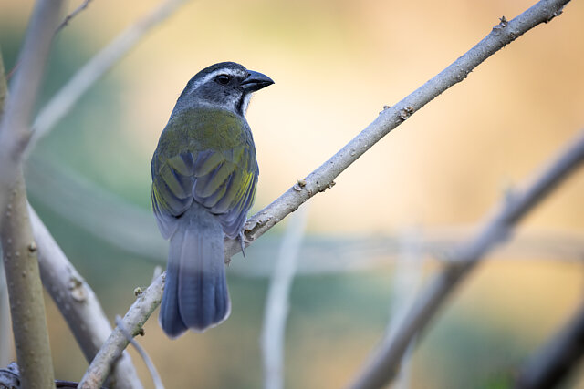 Foto trinca-ferro (Saltator similis) Por Rodrigo de Almeida Silva ...