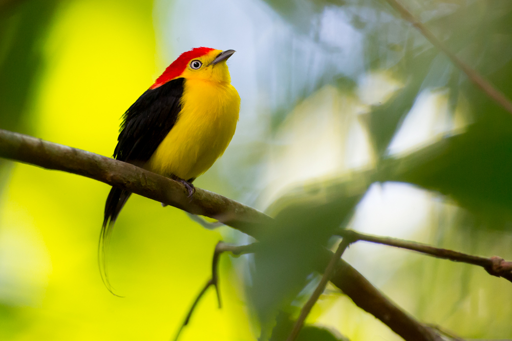 Foto rabo-de-arame (Pipra filicauda) Por Joao Quental | Wiki Aves - A ...