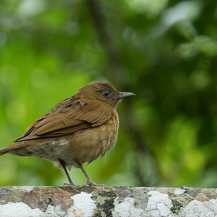 sabiá-bicolor (Turdus hauxwelli) | WikiAves - A Enciclopédia das Aves ...