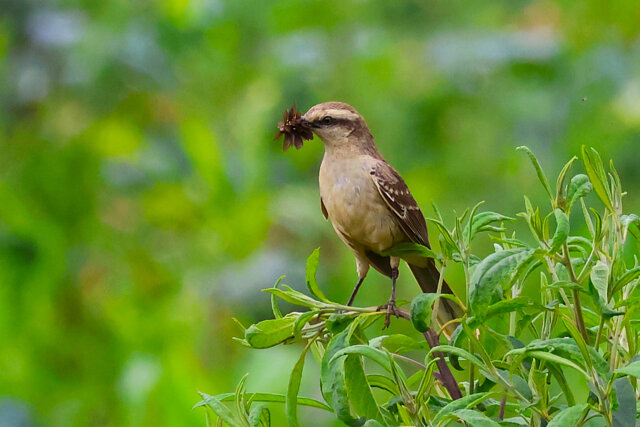 Foto sabiá-do-campo (Mimus saturninus) Por Emerson Monhol | Wiki Aves ...