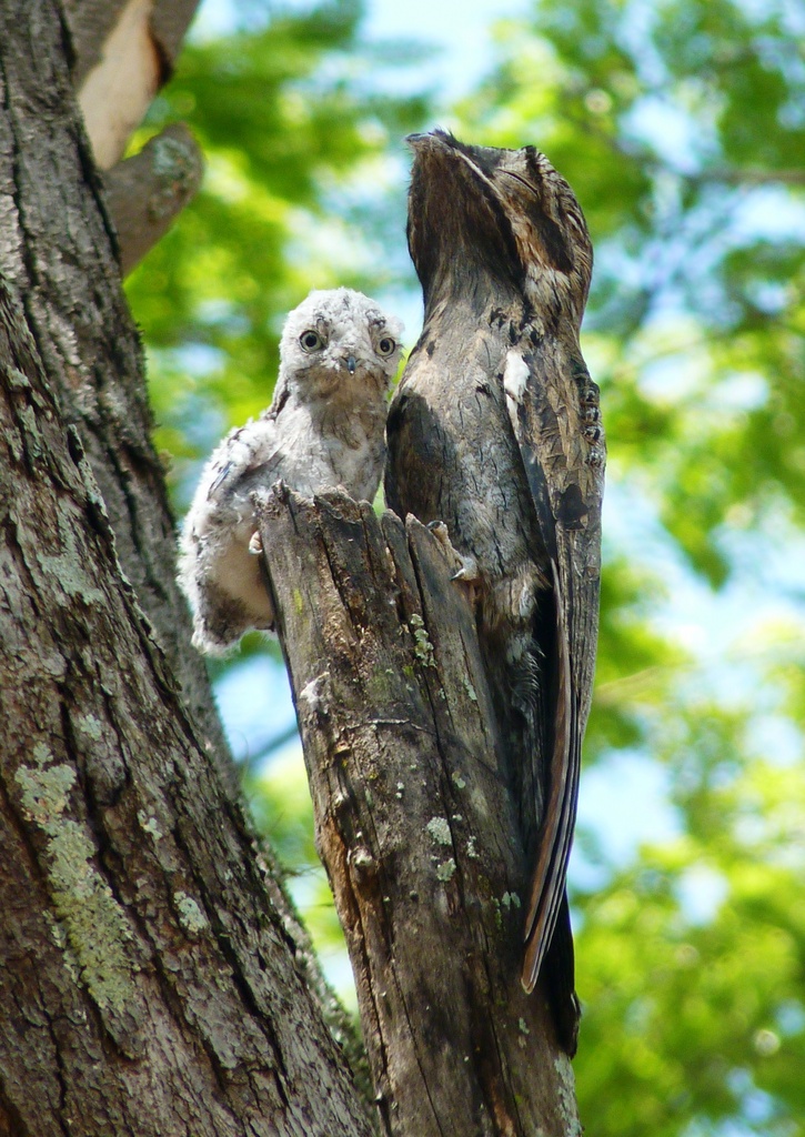 Foto urutau (Nyctibius griseus) Por Lenice Amaral | Wiki Aves - A ...