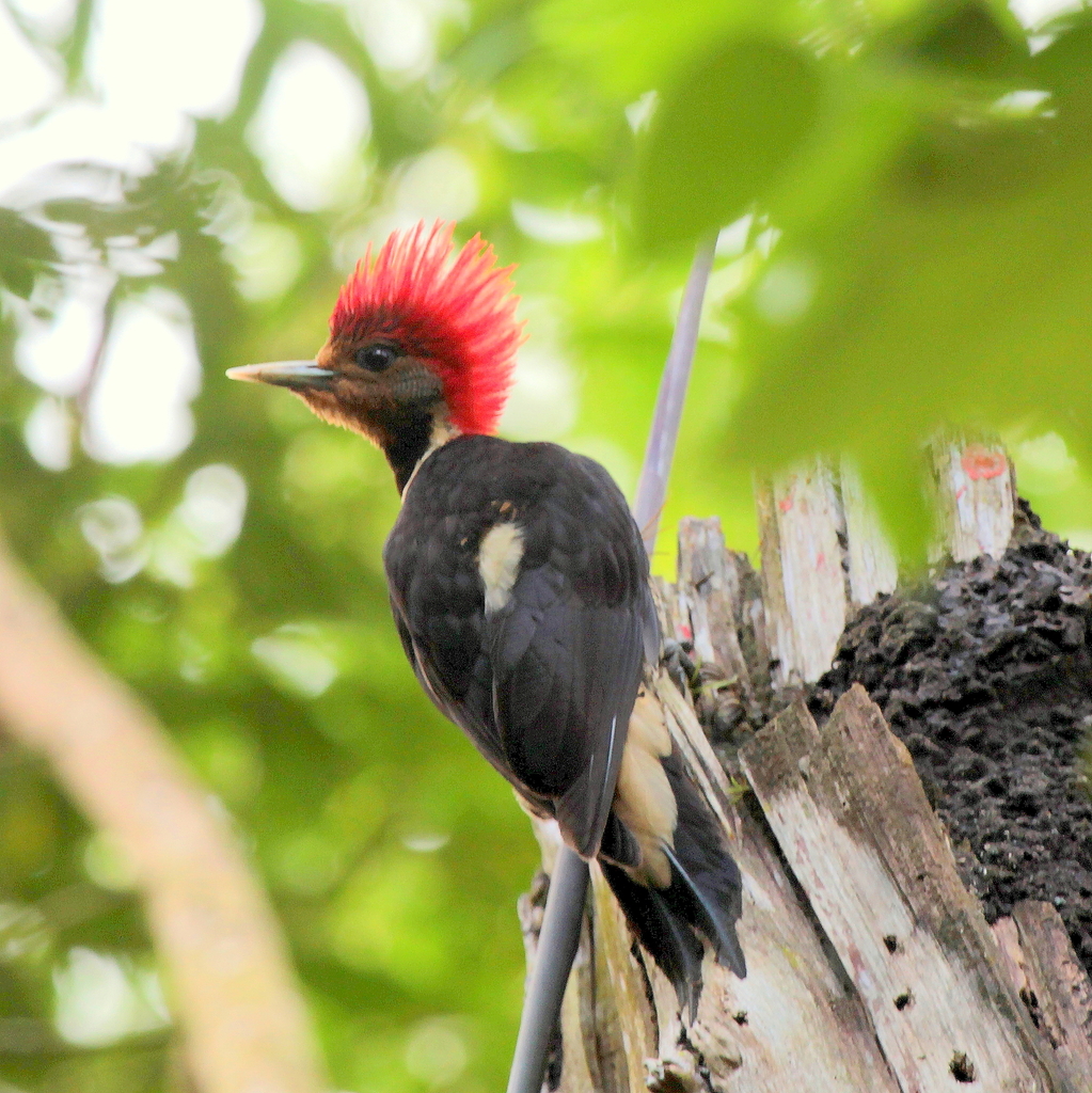 Foto pica-pau-de-cara-canela (Celeus galeatus) Por Mathias Singer | Wiki Aves - A Enciclopédia ...