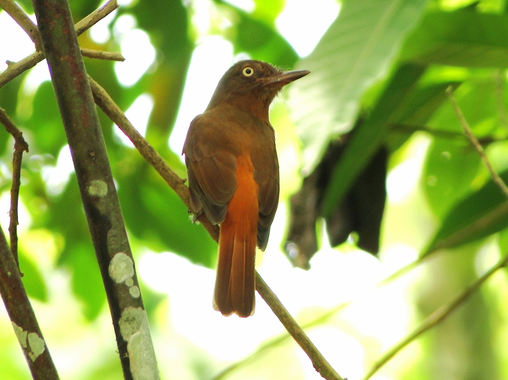 Foto bate-pára (Attila bolivianus) Por Luiz Fernando Carvalho | Wiki ...