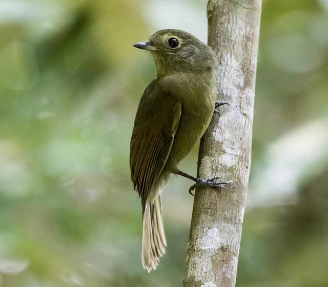 flautim (Schiffornis virescens) | WikiAves - A Enciclopédia das Aves do ...