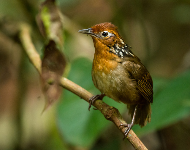 Foto uirapuru-da-guiana (Cyphorhinus arada) Por Luiz Carlos dos Santos ...