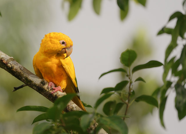 Foto ararajuba (Guaruba guarouba) Por Ananda Porto | Wiki Aves - A ...