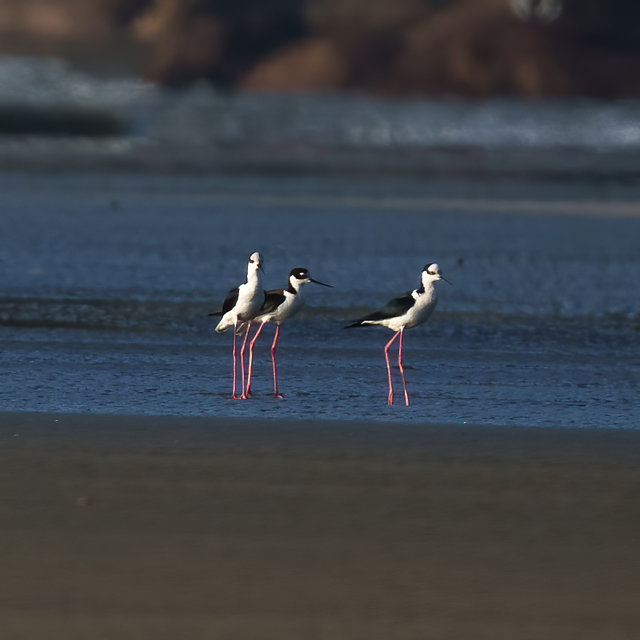 Foto pernilongo-de-costas-brancas (Himantopus melanurus) Por Daniel ...