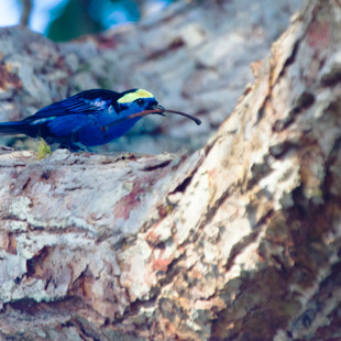 saíra-opala (Tangara callophrys) | WikiAves - A Enciclopédia das Aves ...