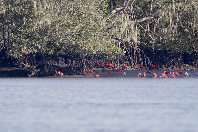 Foto guará (Eudocimus ruber) Por Marilize Guandalini | Wiki Aves - A ...