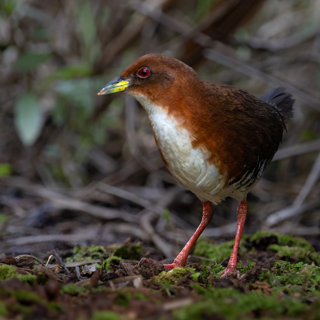 Foto sanã-vermelha (Laterallus leucopyrrhus) Por Rodrigo Ramos 2 | Wiki ...