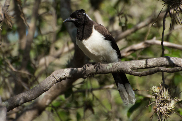 Foto gralha-cancã (Cyanocorax cyanopogon) Por Jean Jr Barcik | Wiki ...